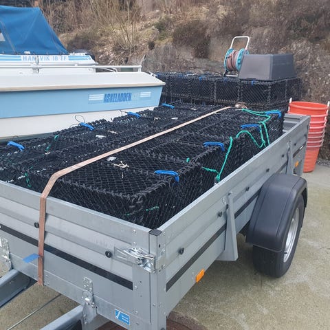 Hummer/krabbeteiner | FINN-torget