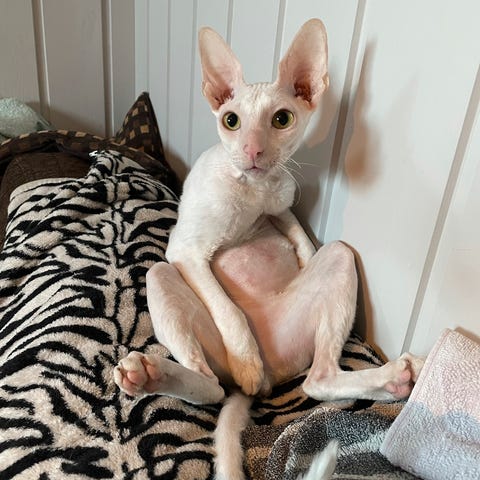 Cornish rex Mr.Grå | FINN-torget
