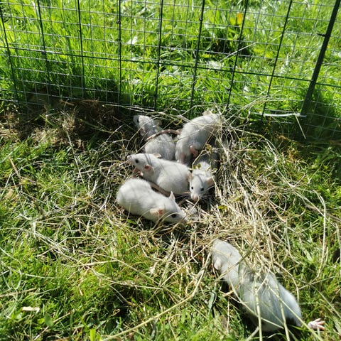 Dumbo rotte babyer. Både Rex og Glatthåret | FINN-torget