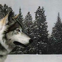 Ulvebilde av Viggo Ree | FINN-torget