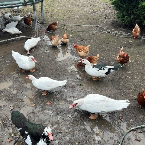 Moskusender / Moskusand selges | FINN-torget