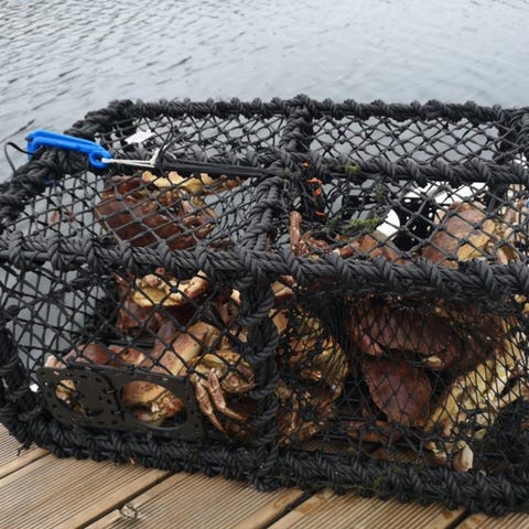 Hummerteiner / Krabbeteiner, våre modeller fra OK Marine | FINN-torget