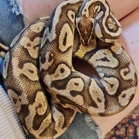 Kongepyton | FINN-torget