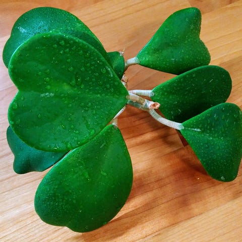 Hoya latifolia albomarginata - etablert plante m. 4 noder | FINN torget