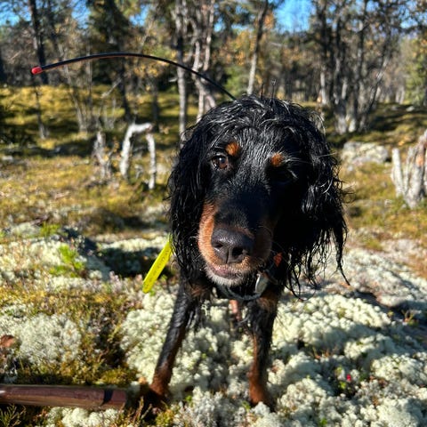 Pointer valp - dansk kgl porcelæn | FINN torget