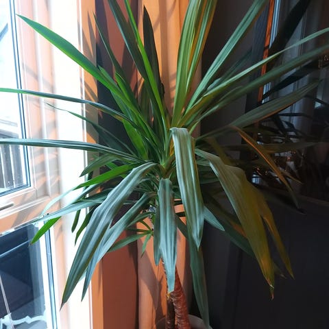 Falsk stor plante | FINN-torget