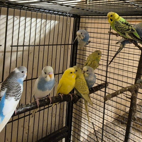 Nydelige undulater selges rimelig | FINN-torget