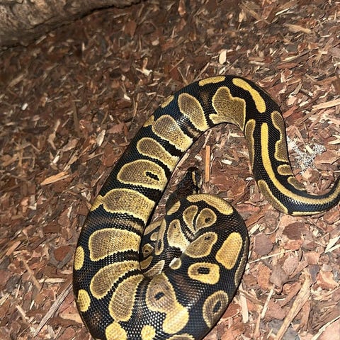 Ivory konge pyton | FINN-torget