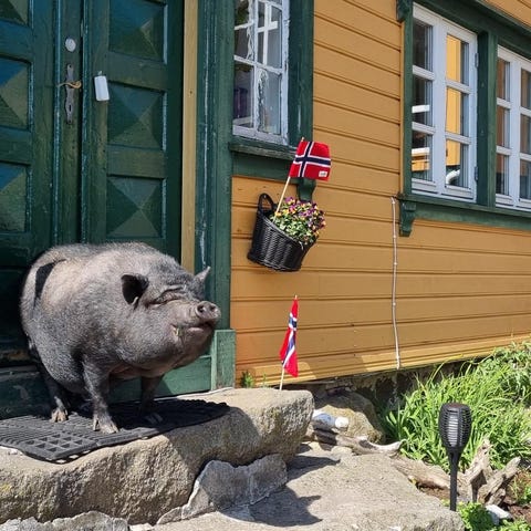Minigris unger til salgs | FINN-torget