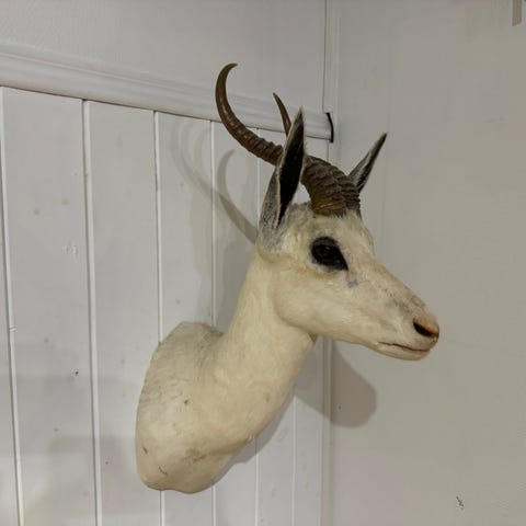 Utstoppet Red hartebeest | FINN-torget