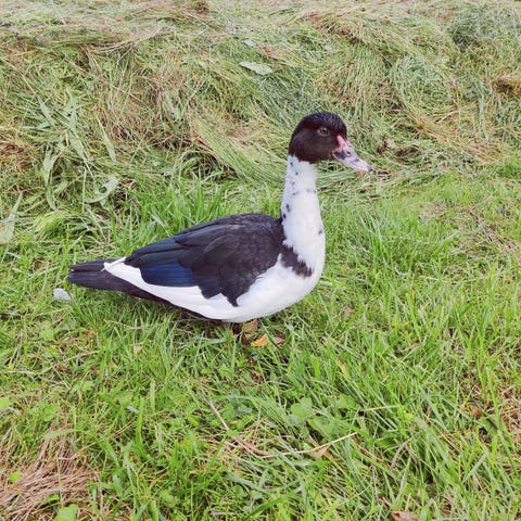 10 mnd. gamle Moskusender / Moskusand selges | FINN-torget