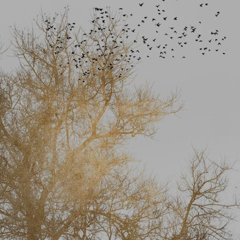 3 plakater/bilder fra Desenio | FINN-torget