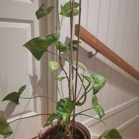 Falsk plante | FINN-torget