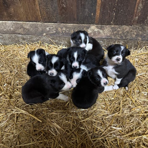 Border Collie valper | FINN-torget