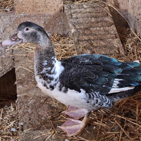 10 mnd. gamle Moskusender / Moskusand selges | FINN-torget