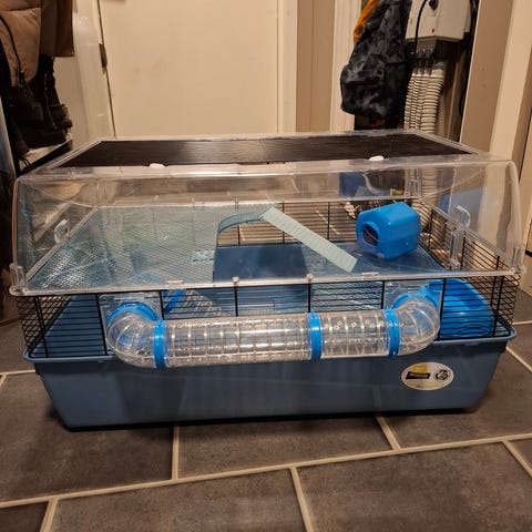 Syrisk hamster med bur og tilbehør | FINN-torget