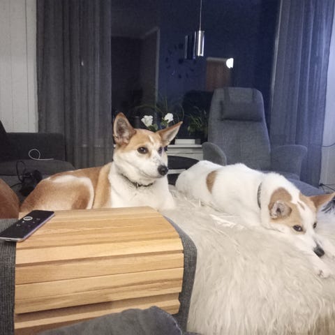 Tapel Futteral Hagle Lær Bianchi | FINN-torget