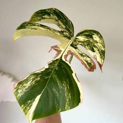Monstera deliciosa albo variegata (small form) - stikling 3 | FINN-torget
