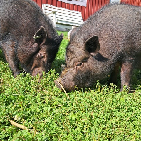 Minigris unger til salgs | FINN-torget