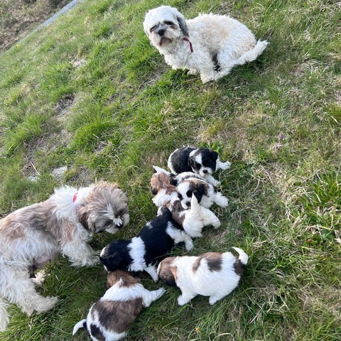 chow chow valper | FINN-torget