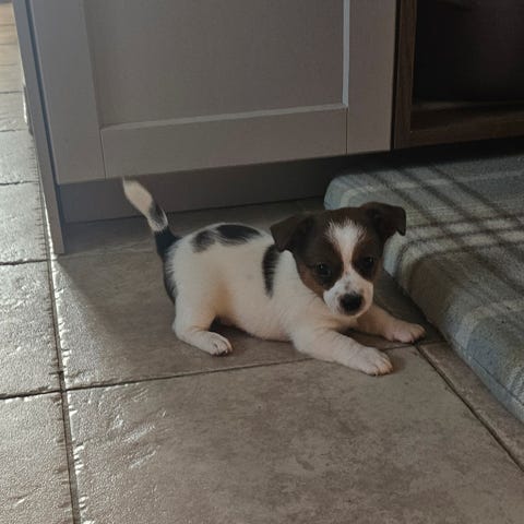 Jack Russell terrier nkk reg | FINN-torget