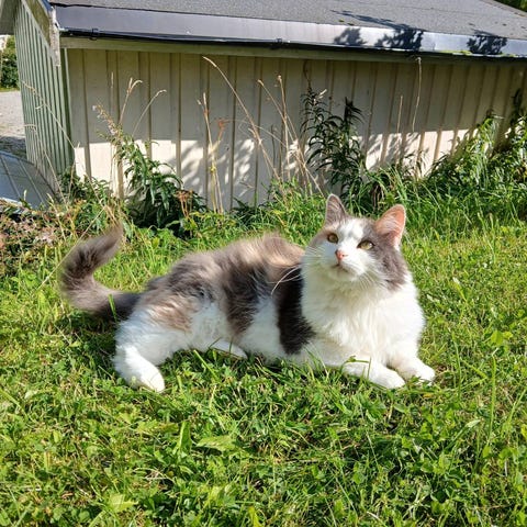 Kattepass / Hundepasser | FINN-torget