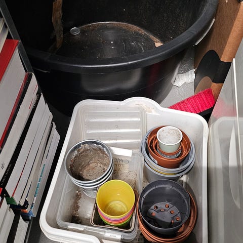 Brudespirea gis bort. | FINN-torget