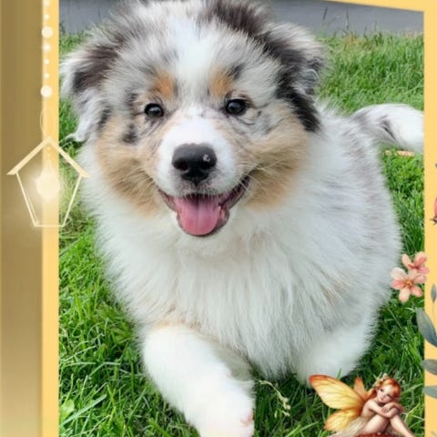 Australian Shepherd valp | FINN-torget