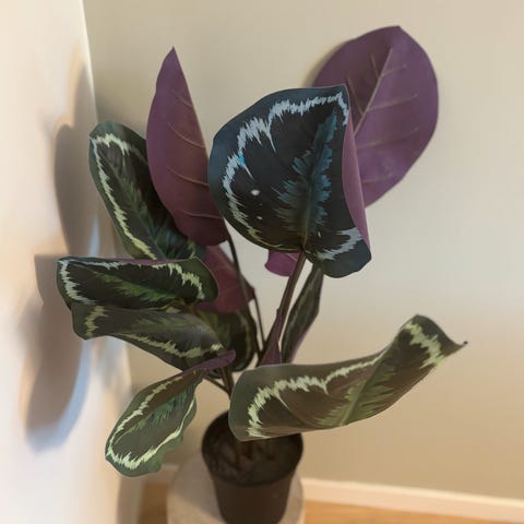 Falsk plante | FINN-torget