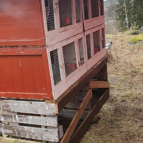 Kaninbur(er) med masse tilbehør | FINN-torget