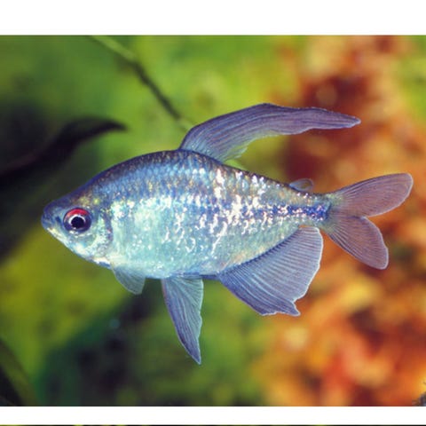 Neon tetra / diamant neon tetra / glow red tetra | FINN-torget