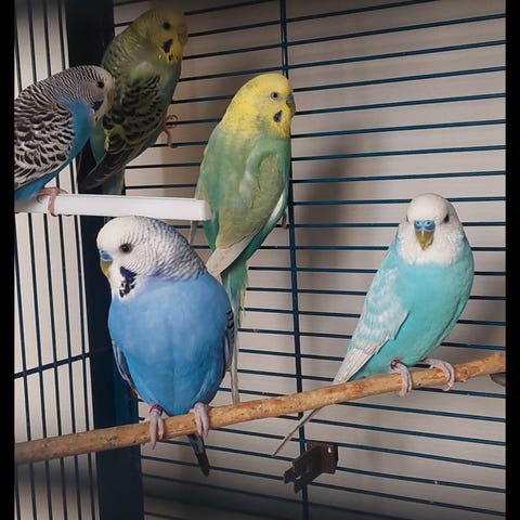 3 Undulater til salgs | FINN-torget