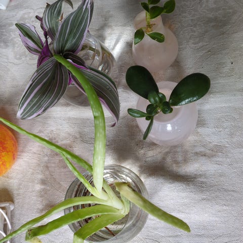 Pilea stikling | FINN-torget