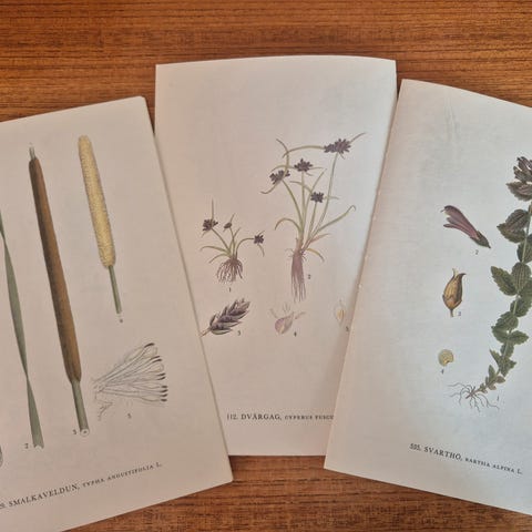 12 x Botaniske Trykk Bilder Blomster Fra Carl von Linné Svensk Flora Gamle | FINN-torget