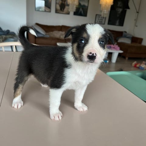 Border collie hannkvalp | FINN-torget