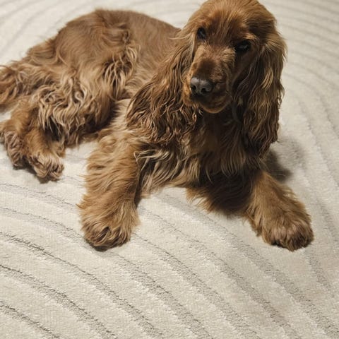 Engelsk Cocker Spaniel valper | FINN-torget