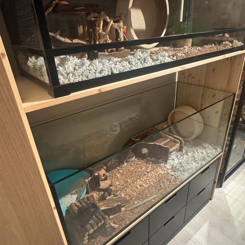 Syrisk hamster 🐹 med bur | FINN-torget