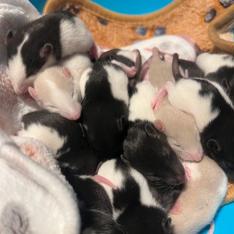 Nydelig hamster selges med komplett bur🤩 | FINN-torget