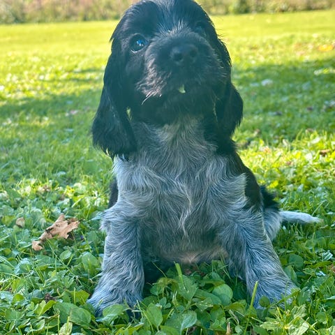 Engelsk Cocker Spaniel valper | FINN-torget