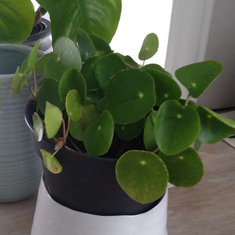 Pilea plante | FINN-torget
