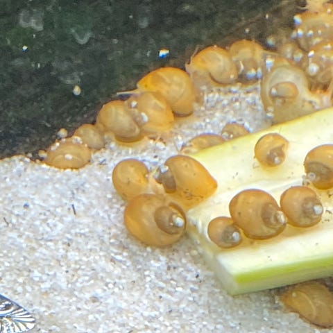 Algespiser mat 1 pakke (snegler, algespisere) | FINN-torget