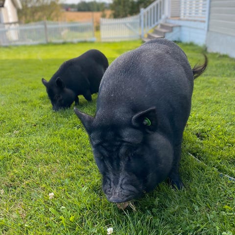 Små mini griser. Minigris unger til salgs | FINN-torget