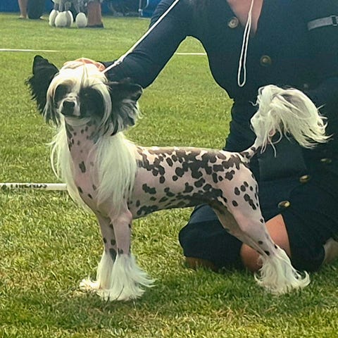 Chinese crested | FINN-torget