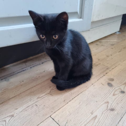 Ønsker å kjøpe oransj hannkatt – masse kos og lek venter! | FINN-torget