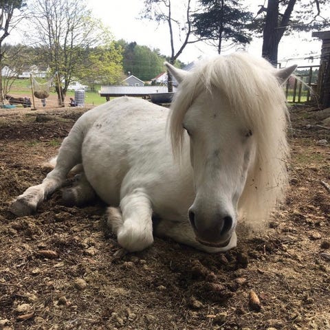 Super snill mini shettis | FINN-torget