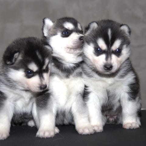 Blanding valper Whippet/husky | FINN-torget