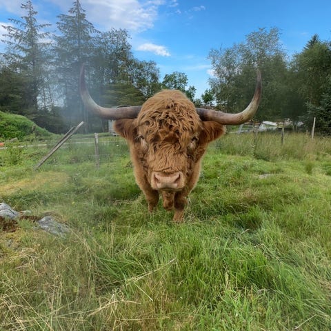 Kyr/ku/kvige/ okse hele besetning | FINN-torget