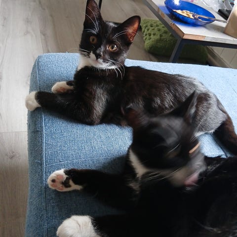 4 kattunger ønsker seg et nytt hjem. | FINN-torget