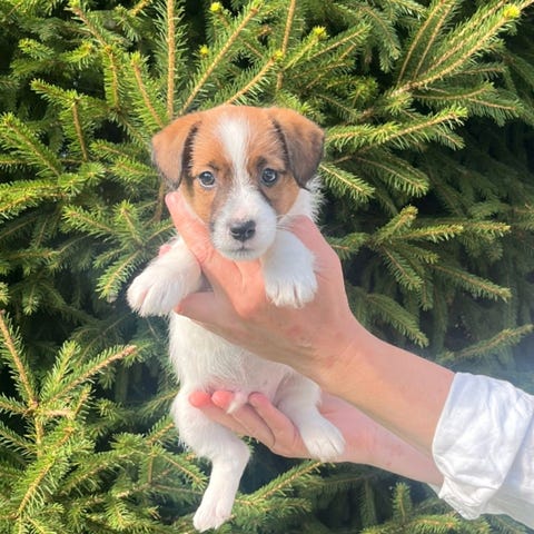 Jack Russell terrier nkk reg | FINN-torget