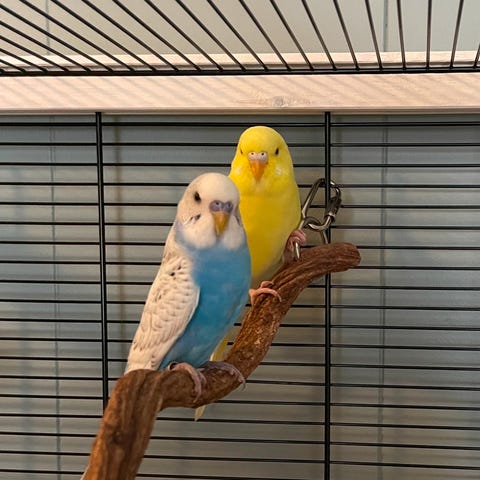 Undulater + alt av utstyr selges billig | FINN-torget